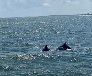 What Are Dolphins' Natural Predators? - bluewaveadventures.com