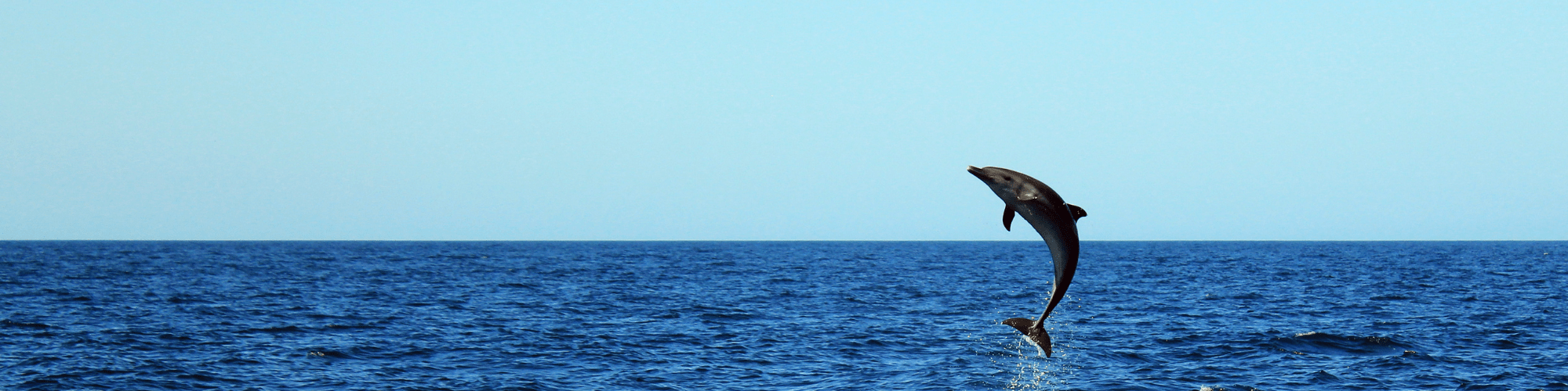 An Ocean Without Dolphins: The Ripple Effects of Extinction ...