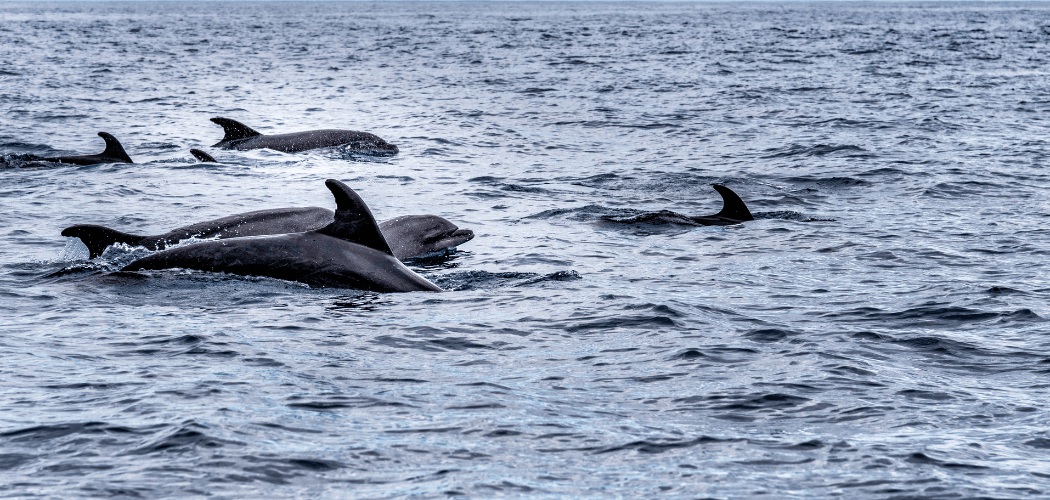 The Magic of Spring Dolphin Migration Near Myrtle Beach ...