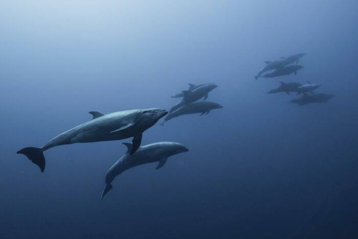 A Day in the Life of a Dolphin: Understanding Dolphin Behavior and ...