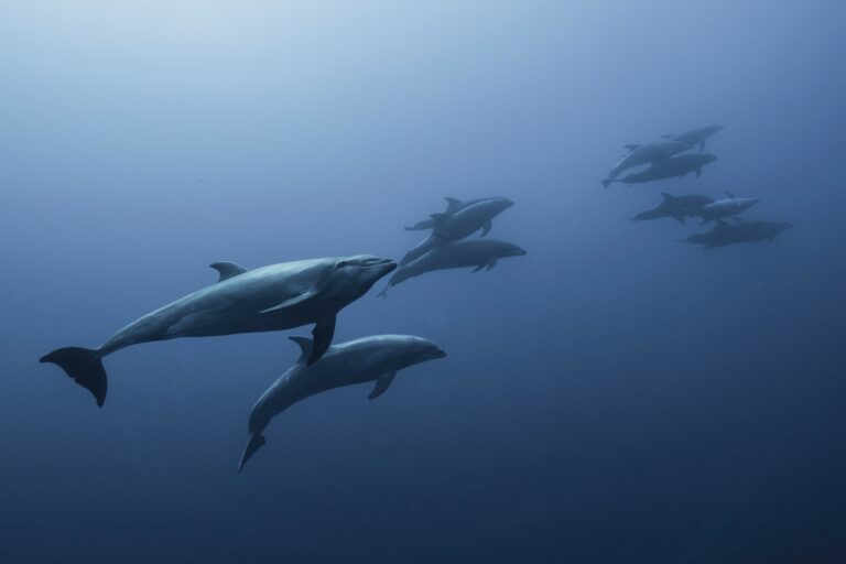 A Day in the Life of a Dolphin: Understanding Dolphin Behavior and ...